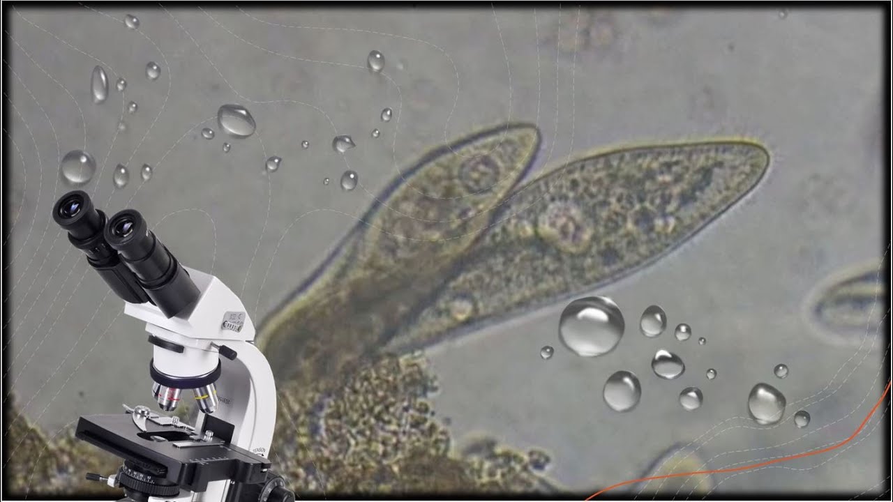 Microscopic Life - YouTube