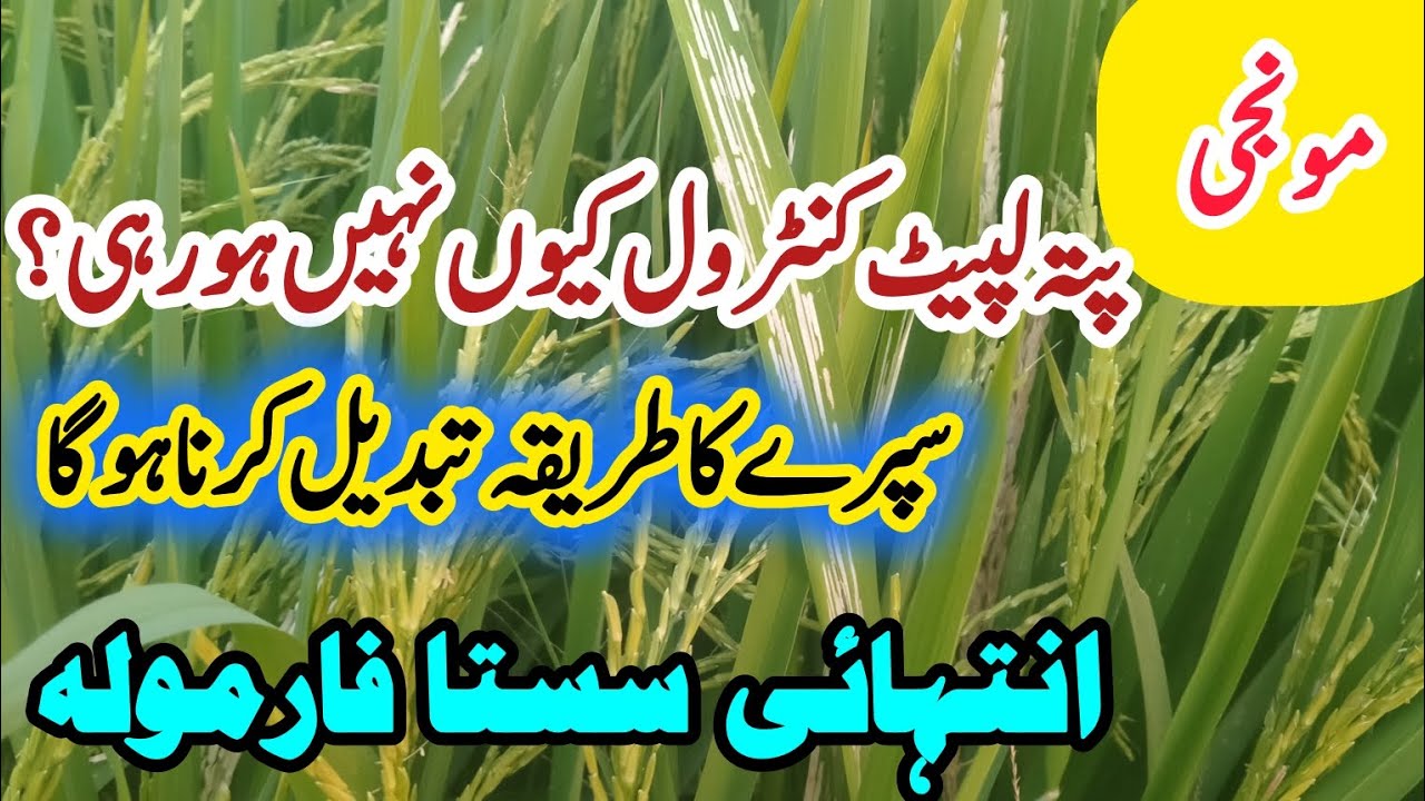 How to control leaf folder worm|| Best formula for leaf folder worm2024 ...