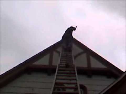 Climbing two extension ladders tied together, extremely crazy guy ...