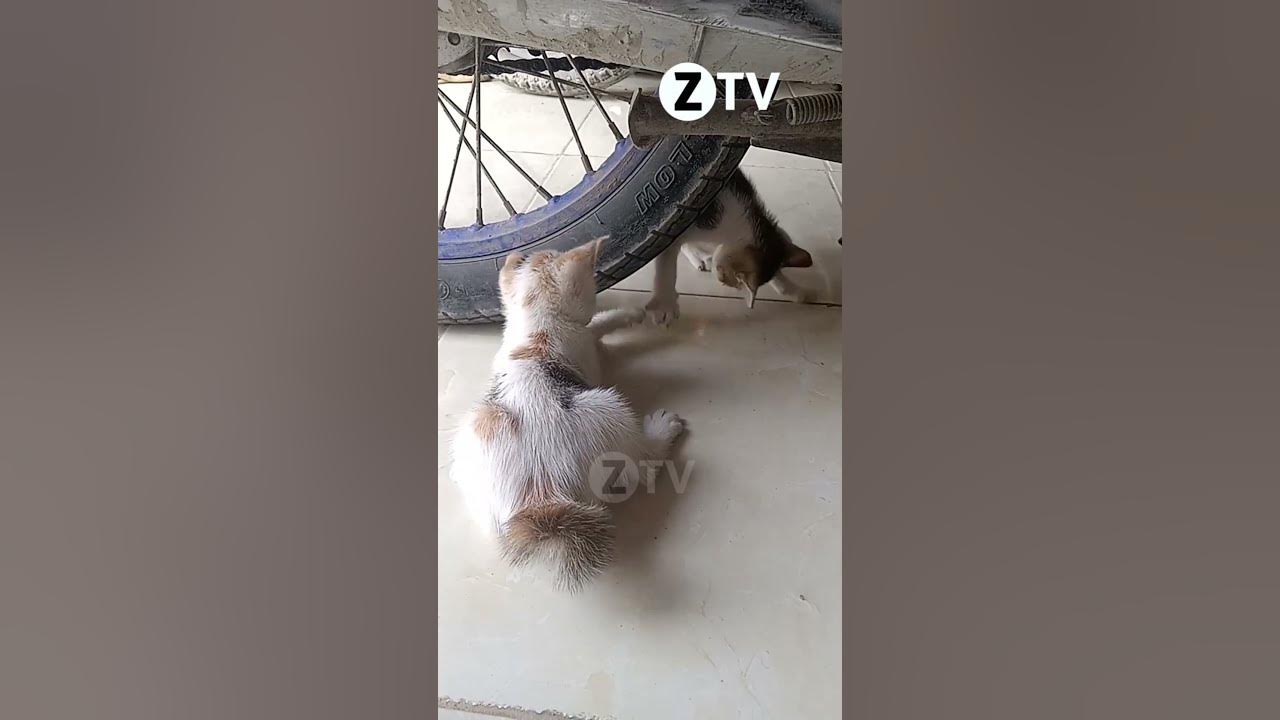 POV : Anak Kucing Lagi Gabut #shorts #ZTV - YouTube