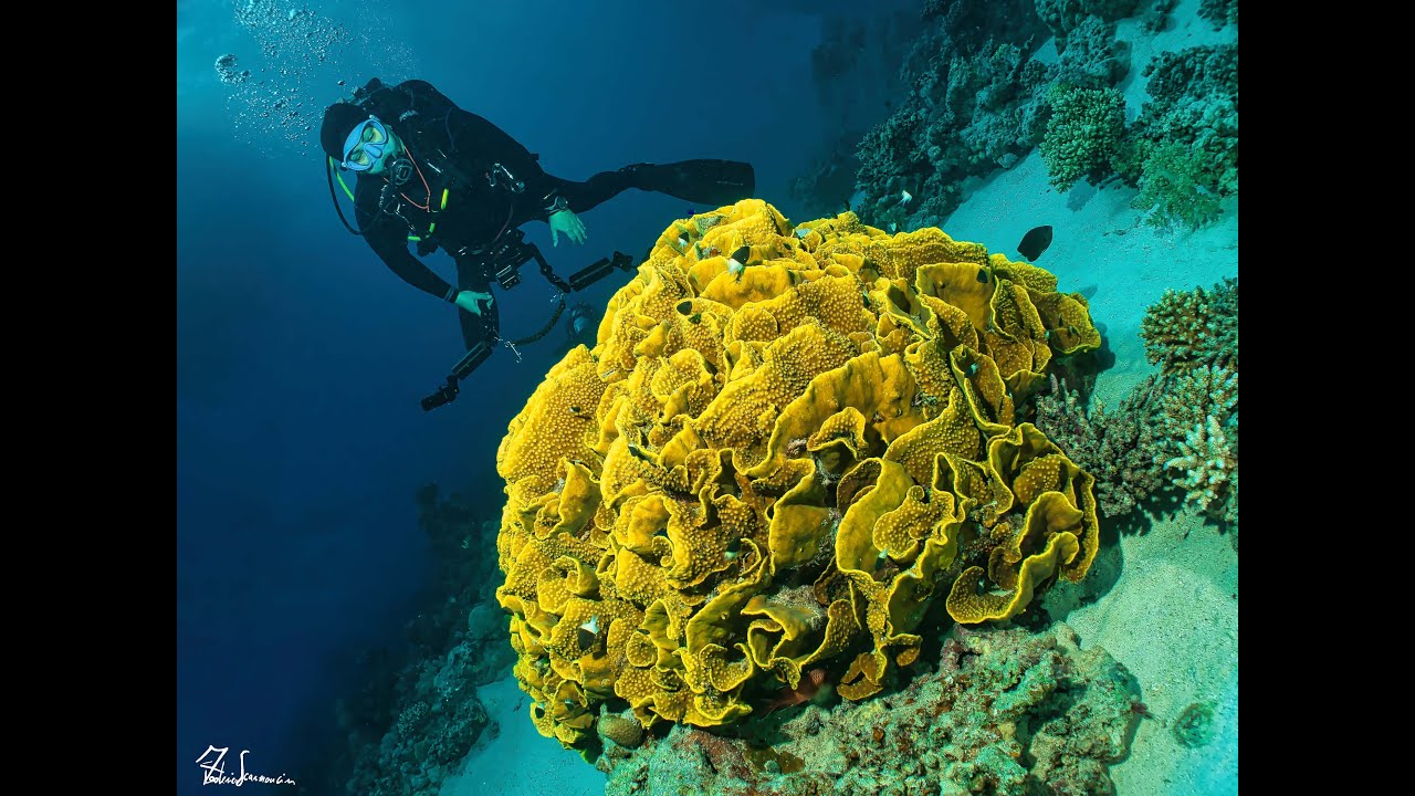 Red Sea Diving Safari 2025 - Sataya e Shaab Claudio - YouTube