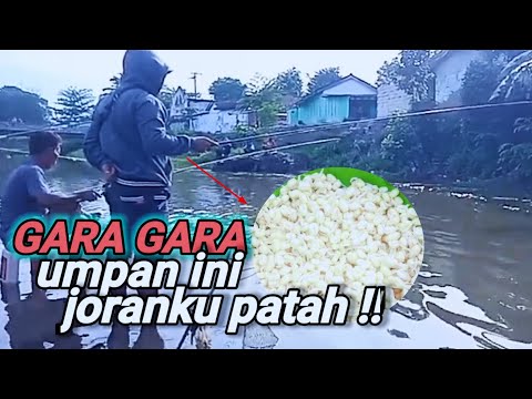 Rekor.!!! mancing ikan nila || Umpan kecambah joran sampai patah !