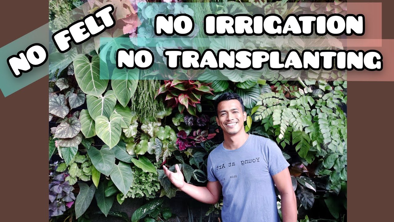 DIY Vertical Garden Part II (Location, Stacking of plants, Watering and ...