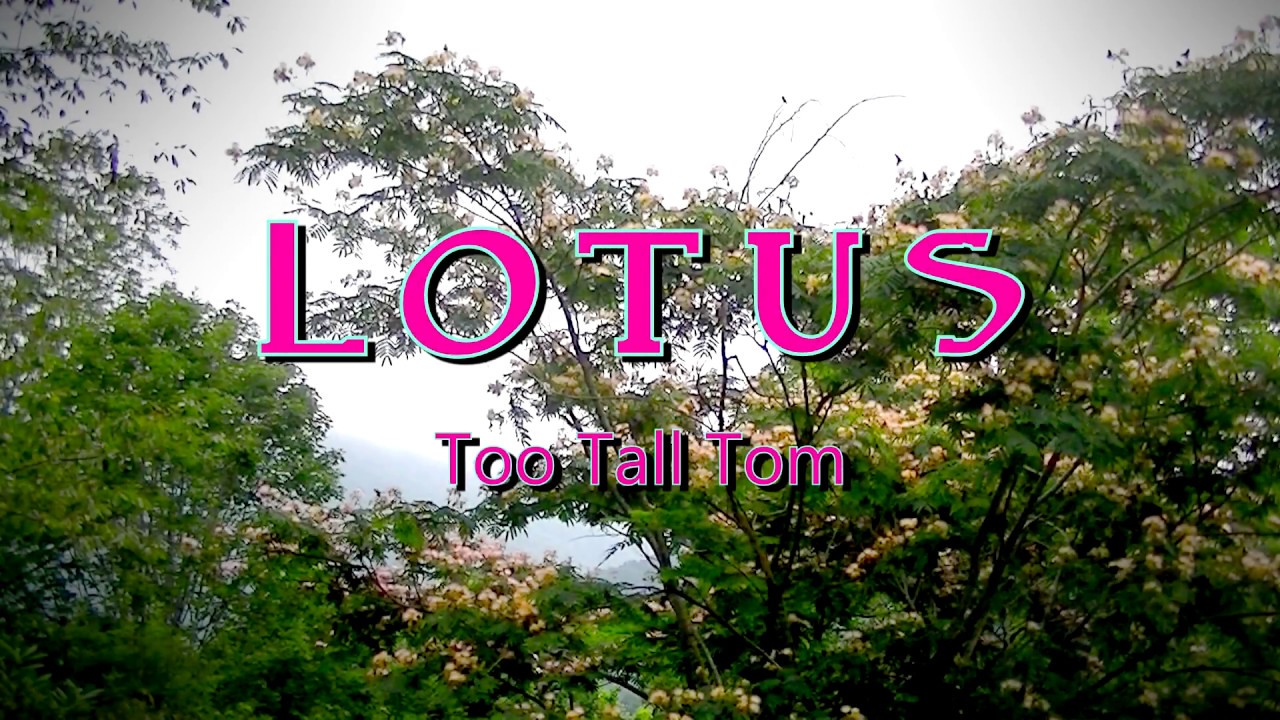 Too Tall Tom - Lotus - YouTube
