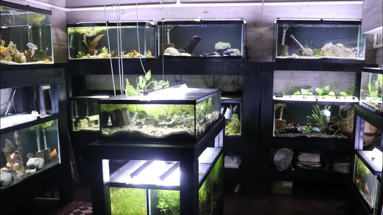 Full Fish Room Tour - Spring 2018 Part 1 - YouTube