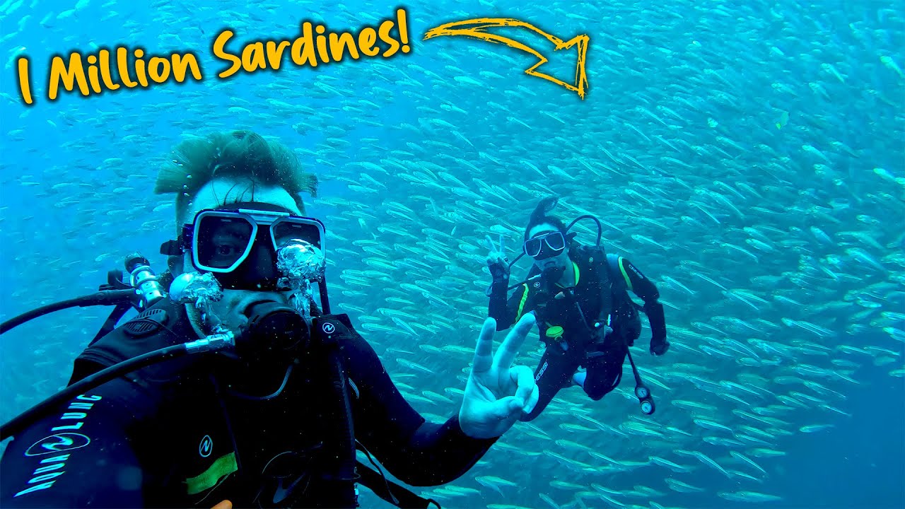 Diving with over 1 MILLION Sardines in Moalboal, Philippines! - YouTube