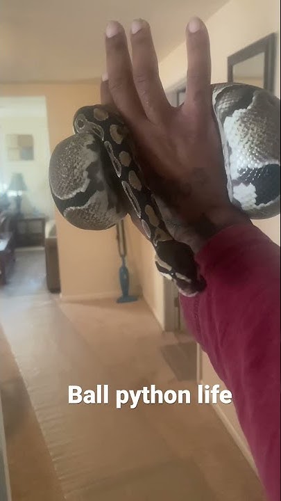 Bonding with my ball python dude ain’t ate in 4 1/2 months 🤦🏽‍♂️ - YouTube