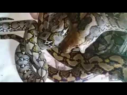 Python Vore - Snake Eats Snake - YouTube