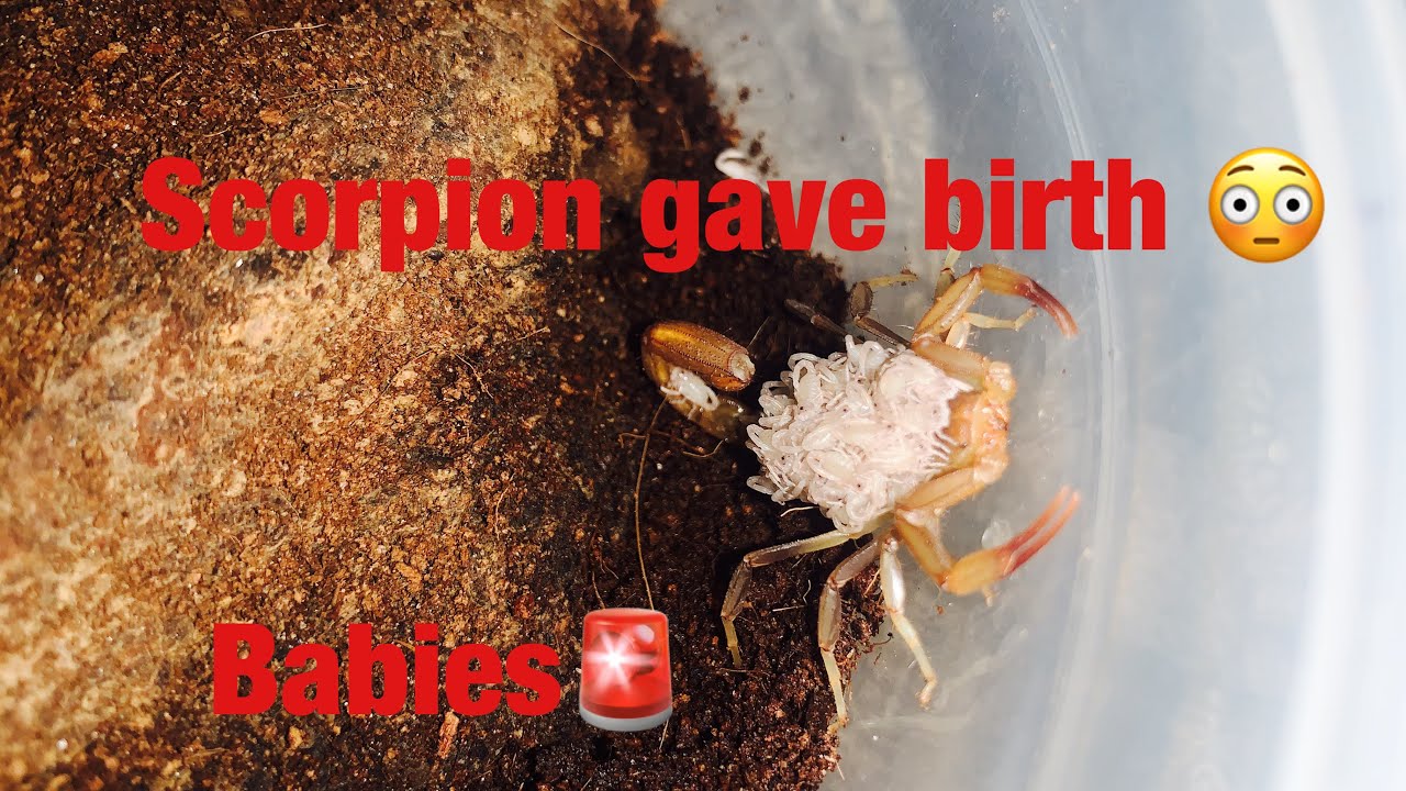 Exotics Lair Tribute Video rehoming my scorpion - YouTube