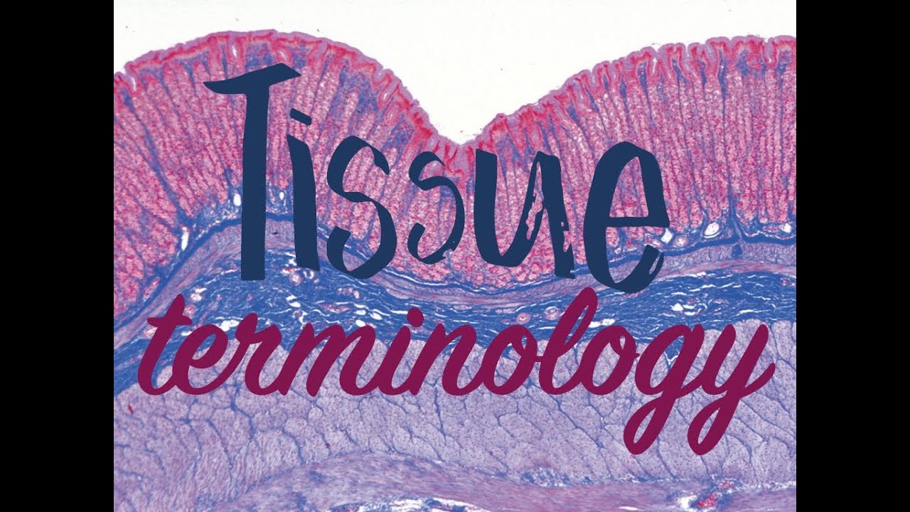 Tissue Terminology - YouTube