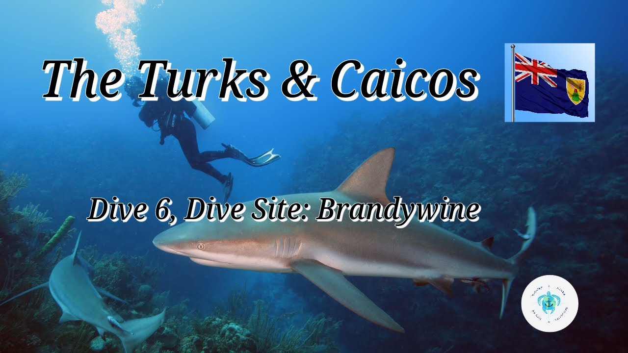 Scuba Diving Turks & Caicos, Dive 6, Dive Site: Brandywine - YouTube