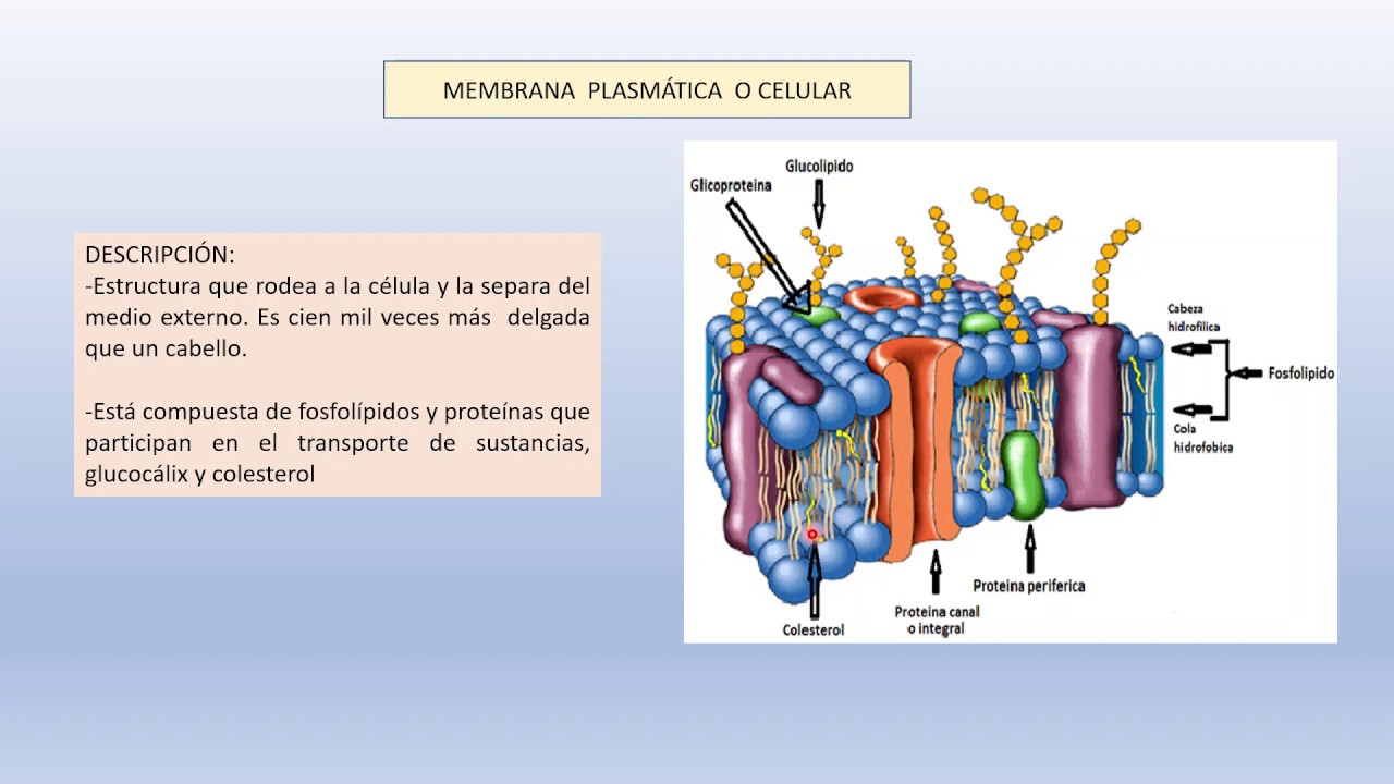 Explicación de membrana plasmática - YouTube