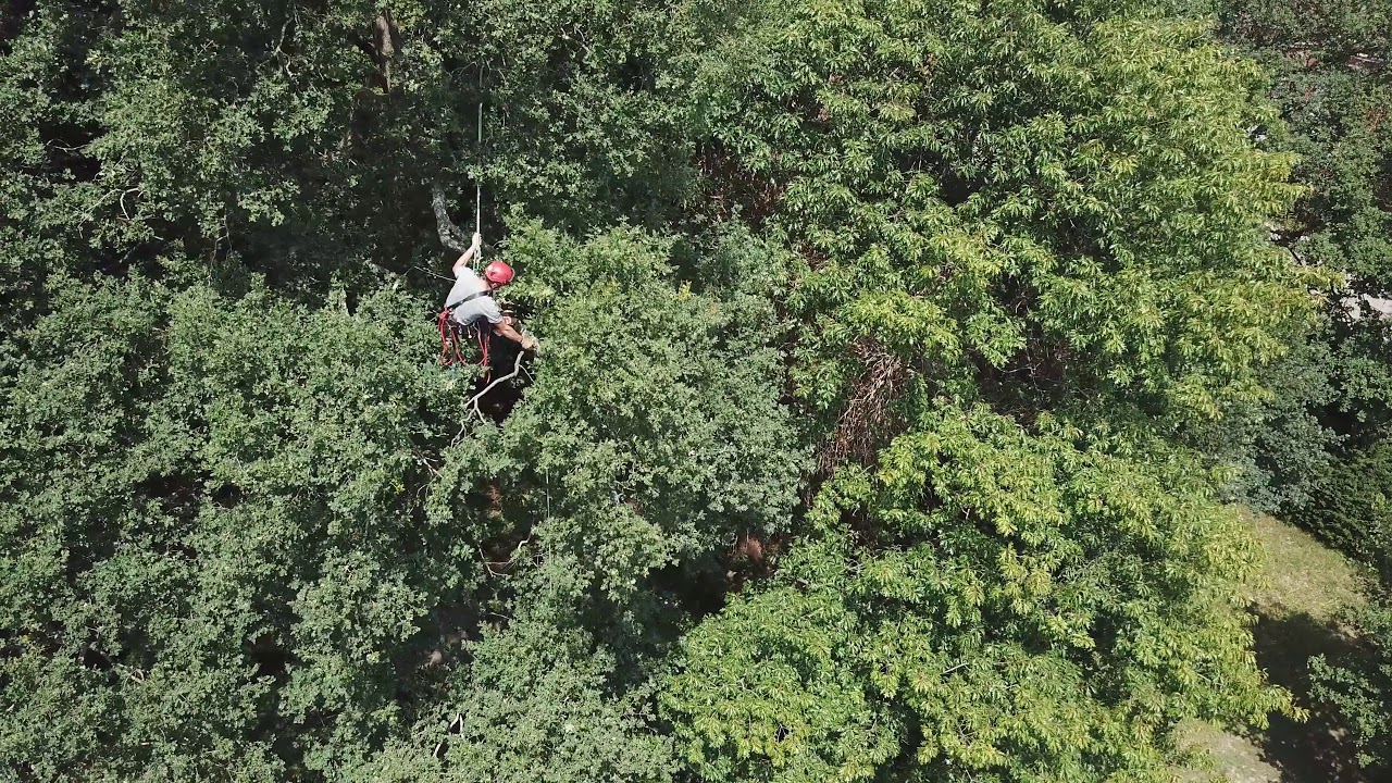 Drone redding uit boom Land van Ooit - YouTube