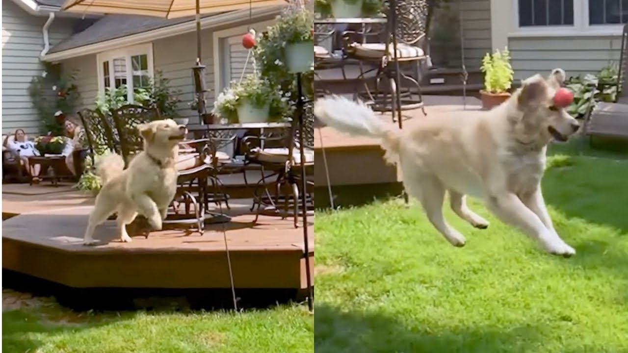 I'll catch it! Almost did. Funny animals. Short compilation #22. - YouTube