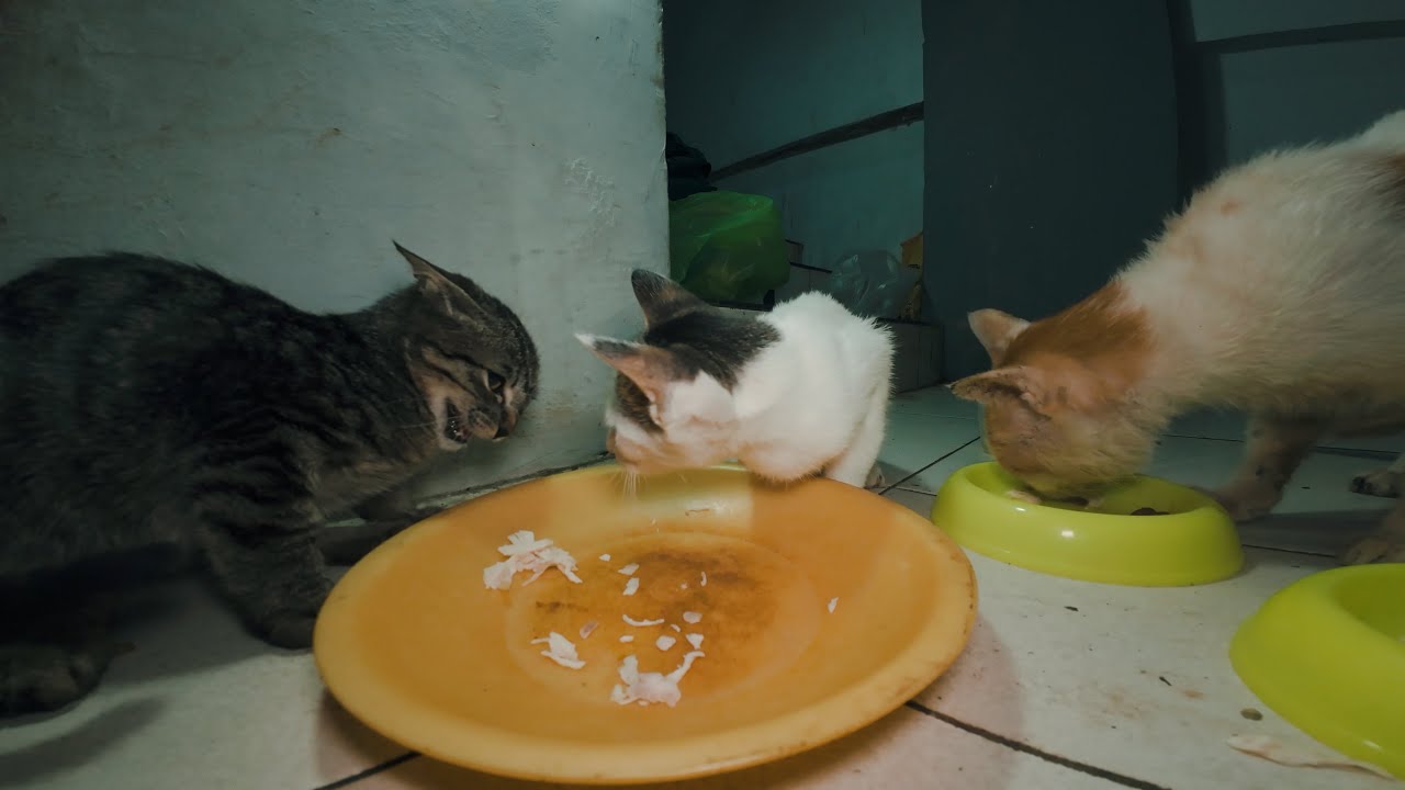 Stray cats eat chicken meat - YouTube