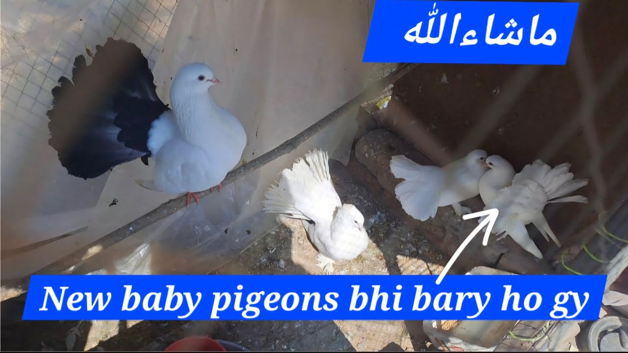 Baby pigeons bhi adult ho gy hy - YouTube