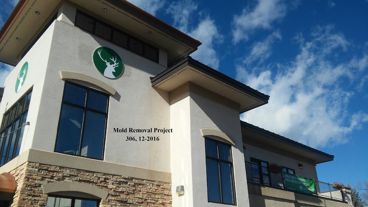 Submitting a mold removal bid, to being awarded the job. - YouTube