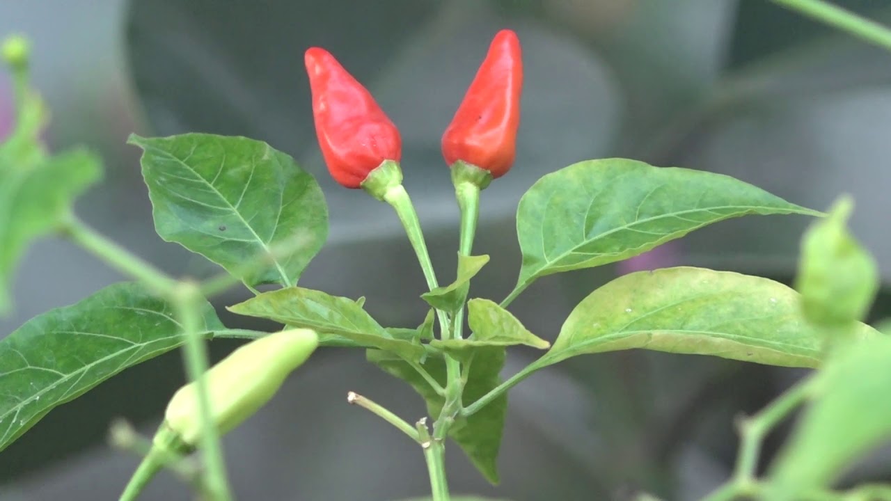 Stock Footage No Copyright Full HD - Nature - curly red chili - YouTube