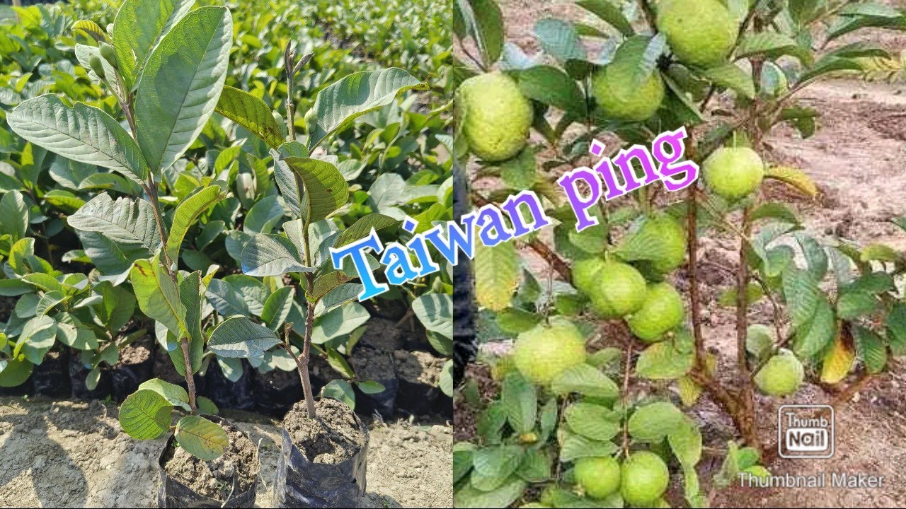 Taiwan ping Amrut plant Apple Ber plant available hai - YouTube