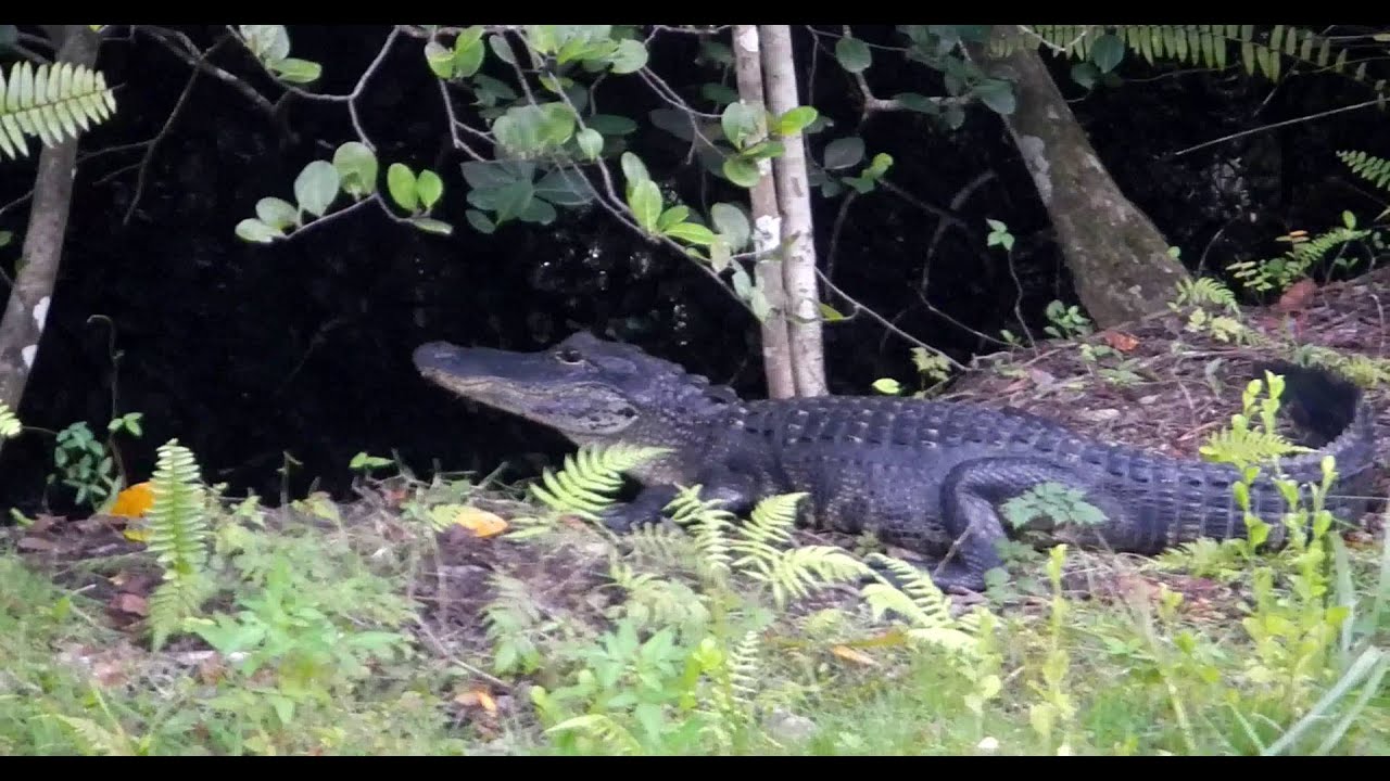 6 Alligators - Loop Road, Big Cypress National Preserve, FL - YouTube