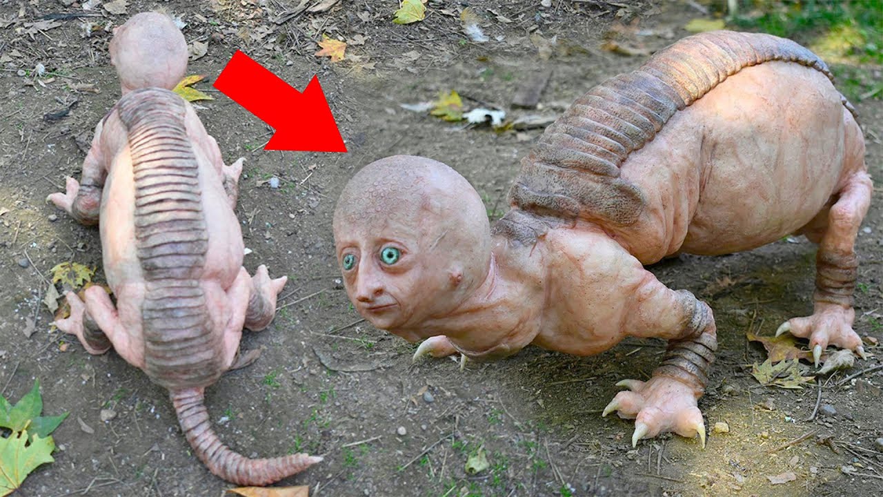 JUDA KAM UCHRAYDİGAN DUNYODAGİ ENG NOYOB HAYVONLAR / ДУНЁДАГИ ЭНГ НОЁБ ...