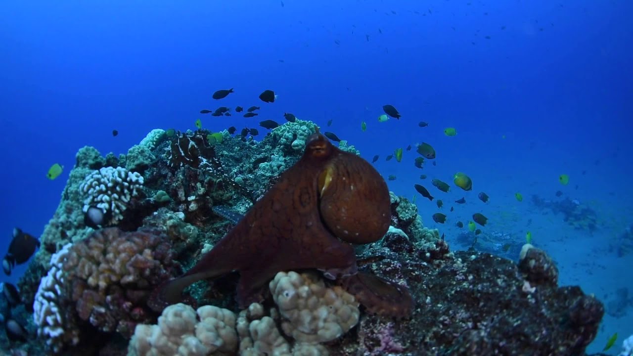 Whales, Manta, Octopus, Hawaiin Stingray, Javanese Moray, Uluas - YouTube
