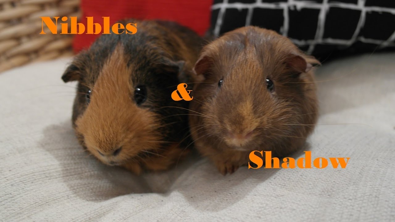 Meet the Guinea Pigs - All about Nibbles & shadow - YouTube