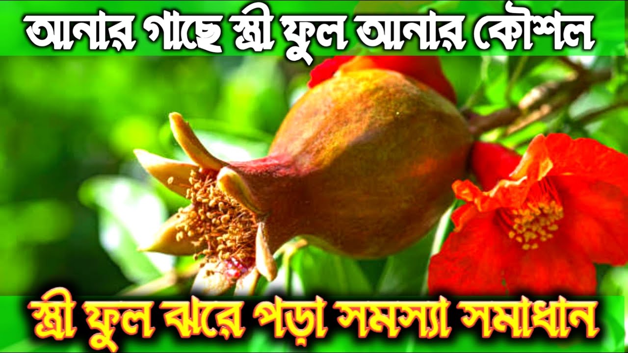 Easy way to grow anar plant,Pomegranate tree care and fertilizer ...