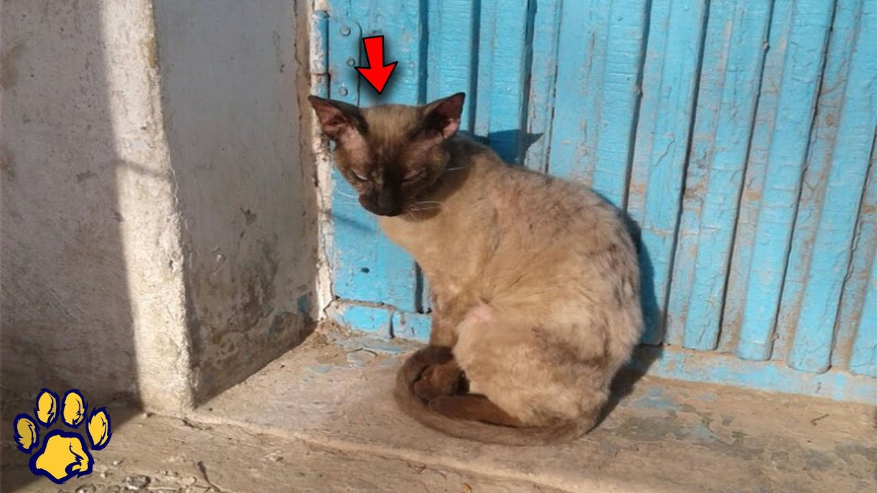 The Rare Darling Cat Had Its Paws Tucked Up, Sitting On the Concrete in ...