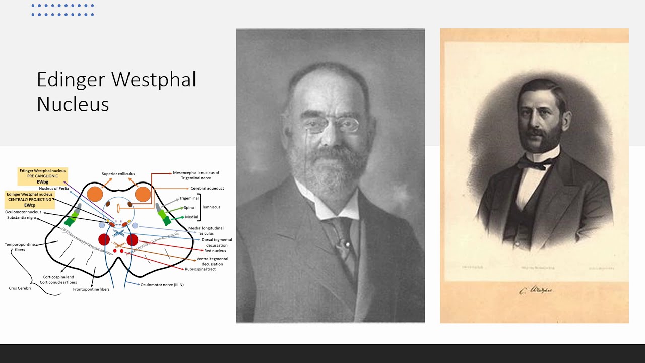 What happened to Edinger Westphal Nucleus? - YouTube
