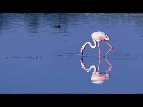 Flamingo ! Bird Watching shots from Diu, India. - YouTube