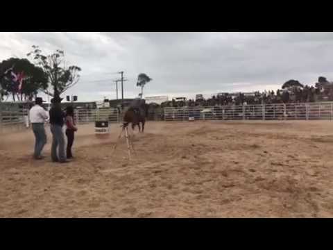 Keatley Cowgirl - Tammy Woodall - rides at Dartmoor Rodeo - YouTube