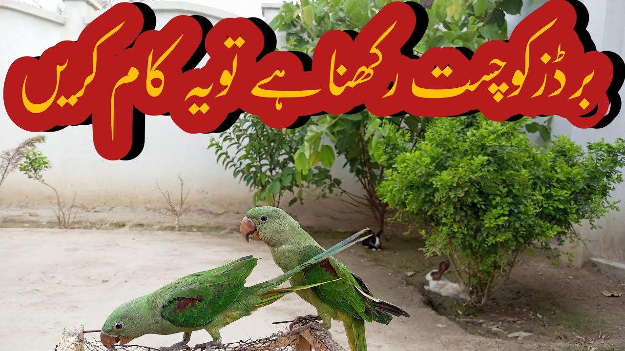 Importance of Birds In The Environment | Why Birds Matter? | ukasha ...