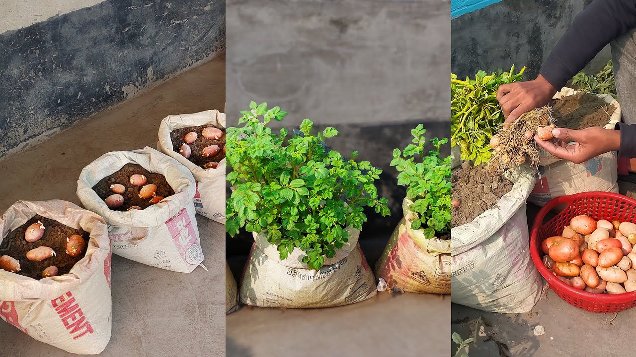 How to grow potatoes in sacks///Complete step by step growing strategy ...