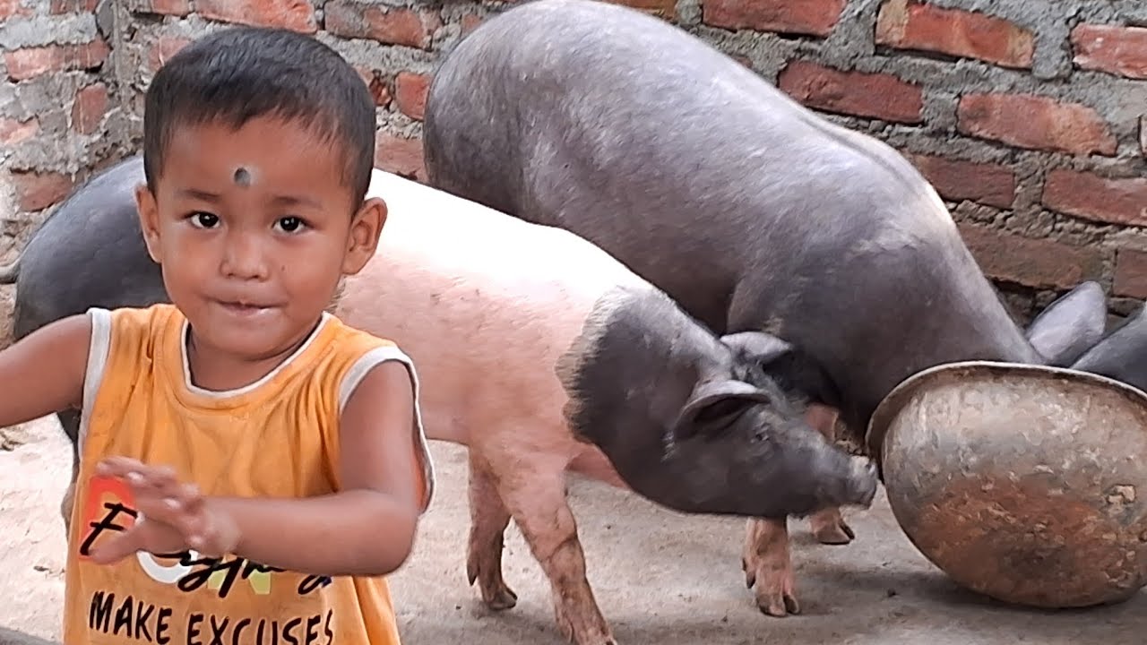 pig farming in assam/pig farming - YouTube