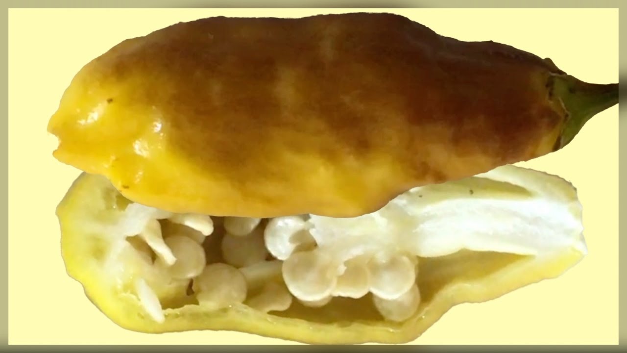 Puerto Rican Yellow pod test - YouTube