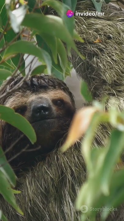 Sloths Nature's Slow Moving Marvels #Sloths #Wildlife #CuteAnimals # ...