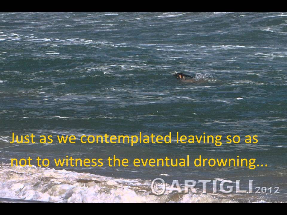 Insane Antelope Goes Swimming In The Sea - YouTube