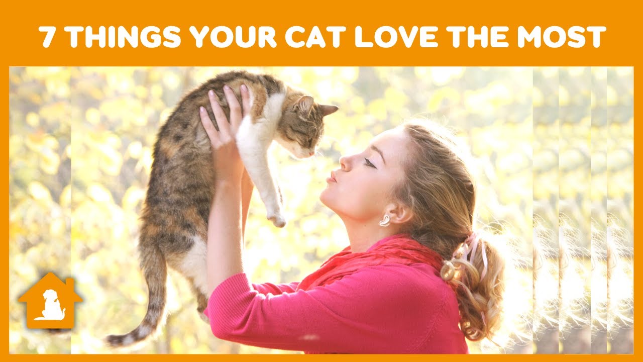 7 Things Your Cat Love The Most | Make Your Cat Happy | Pets Guideline ...
