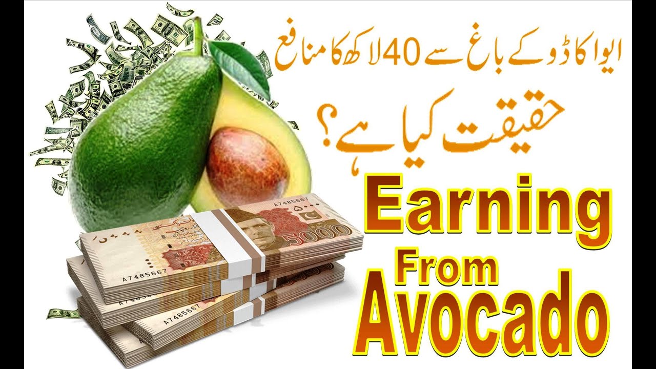 Earning from Avocado Farm | How much you can earn from Avocado Farming ...