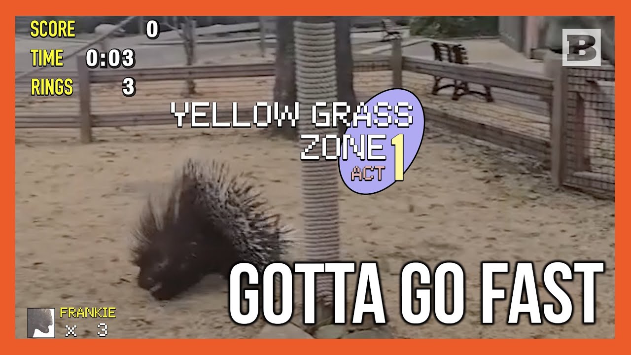 Gotta Go Fast! Frankie the Porcupine Gets the Zoomies - YouTube