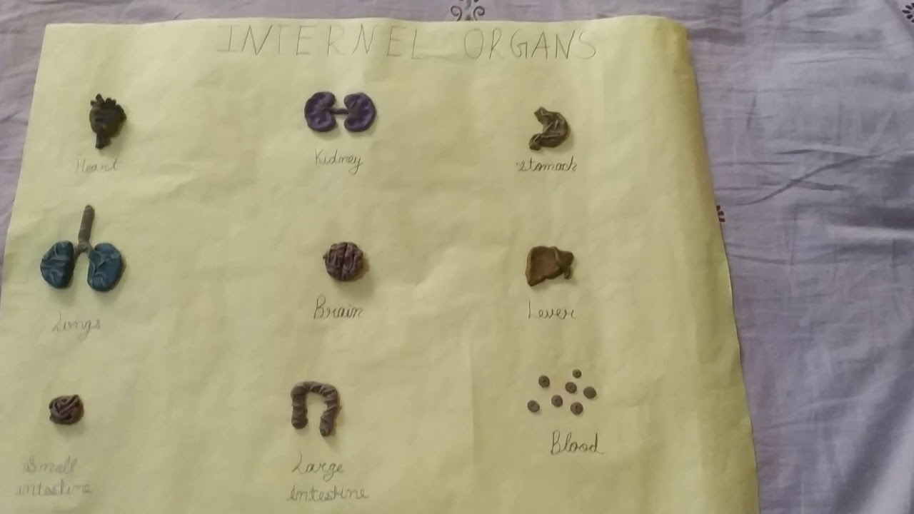 internal organs made by clay - YouTube