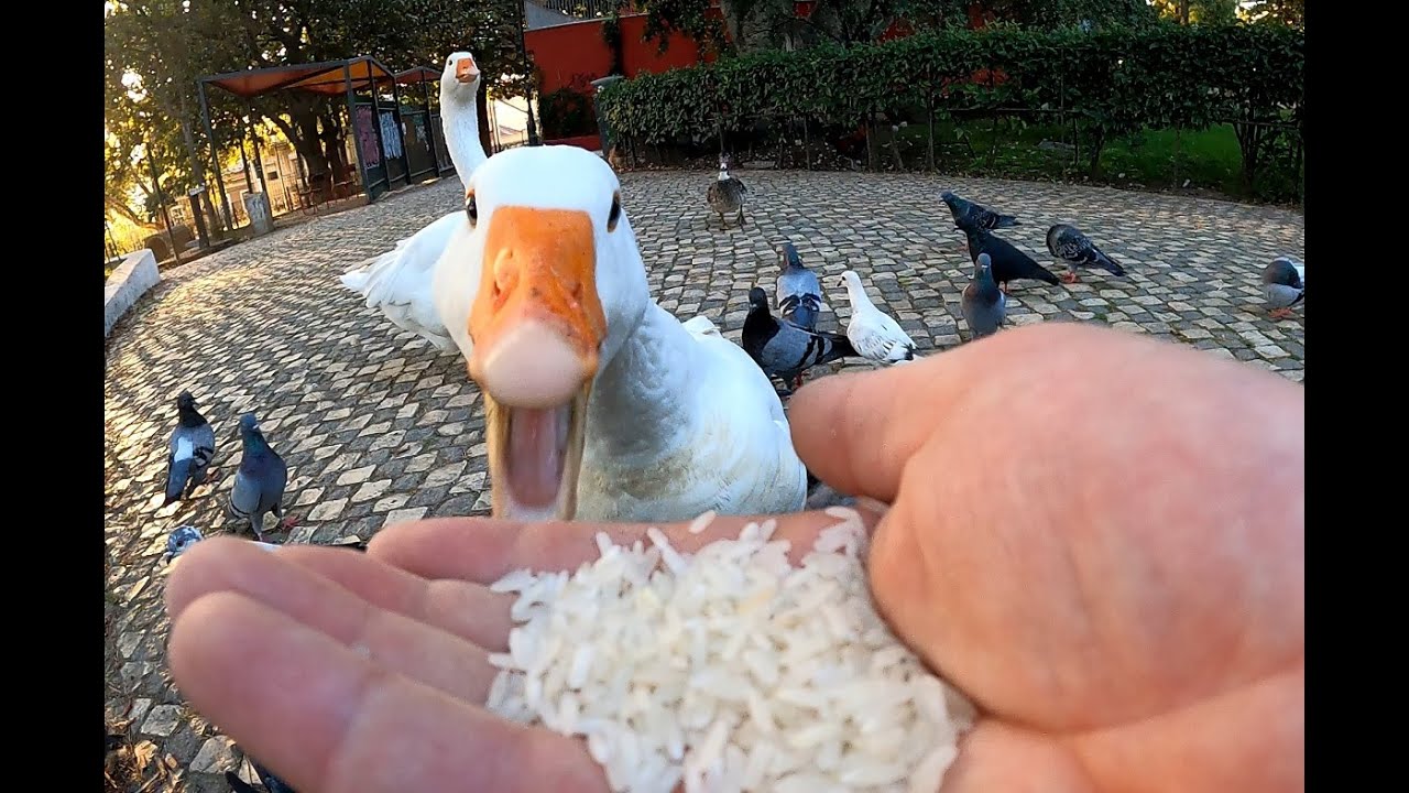 GOOSE BITES HAND asmr hand feeding ducks & pigeons - YouTube
