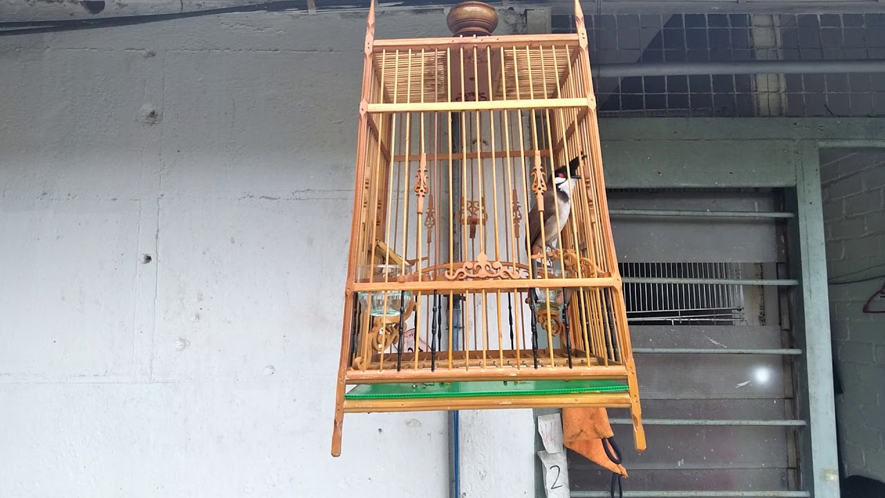 Merbah Jambul siam (DJ) - YouTube