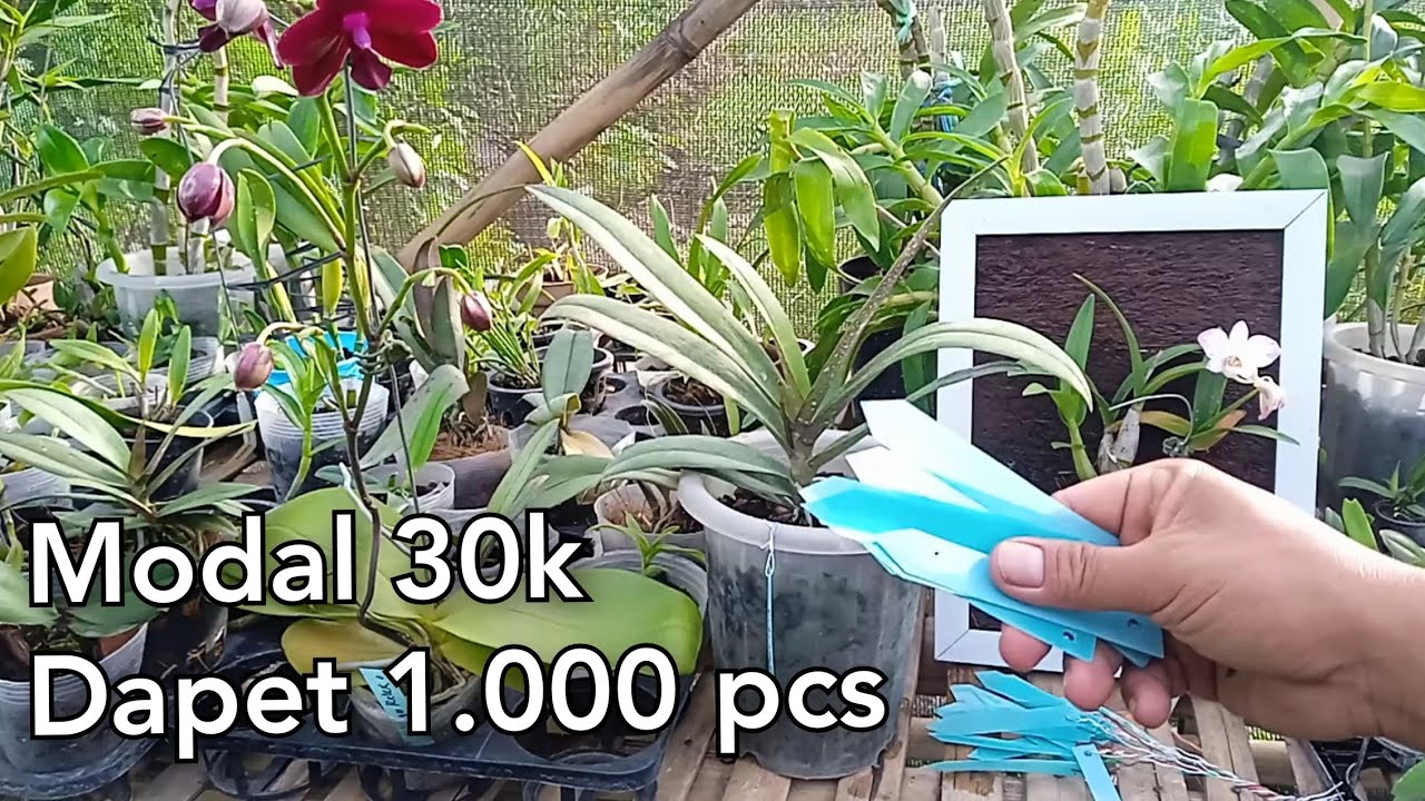 Label id berkualitas untuk Anggrek dari barang rumahan - YouTube