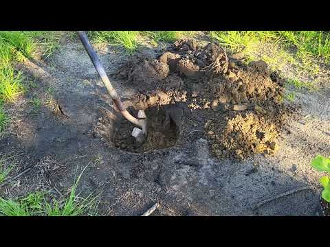 Planting a Fig tree in an old burn pile. - YouTube