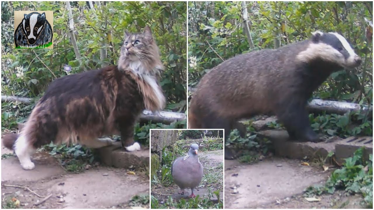 Cats, Badgers and Pigeon - YouTube