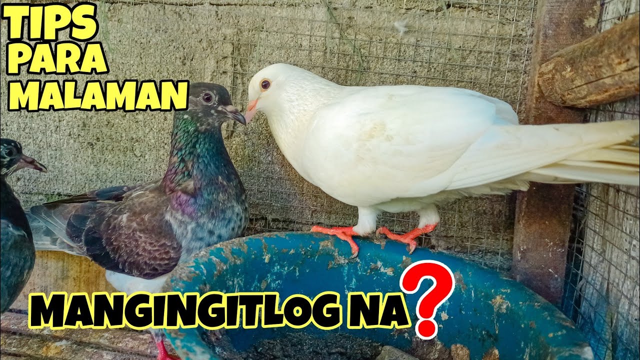 PAANO MALALAMAN KUNG MALAPIT NA MANGITLOG ANG KALAPATI - YouTube