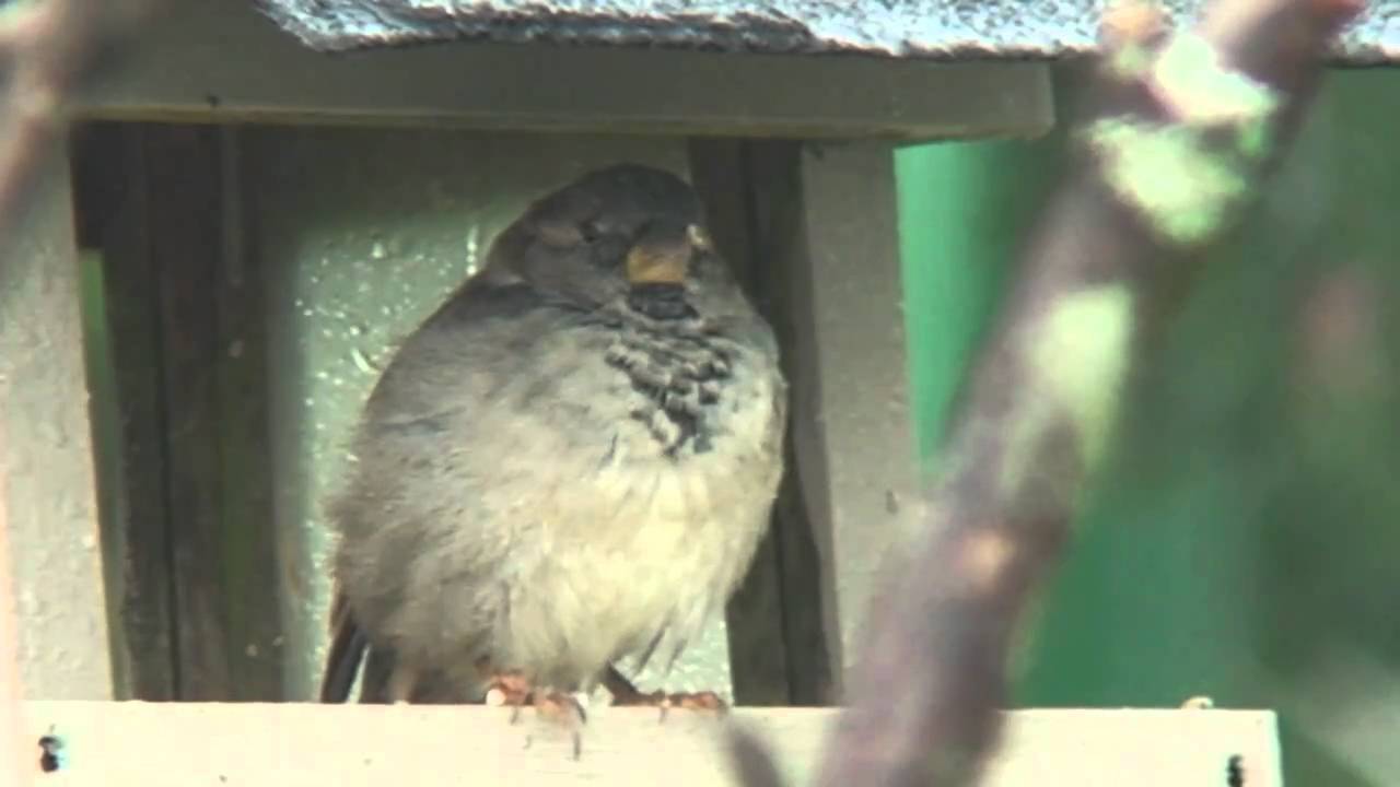 KOKO BIRDS - YouTube