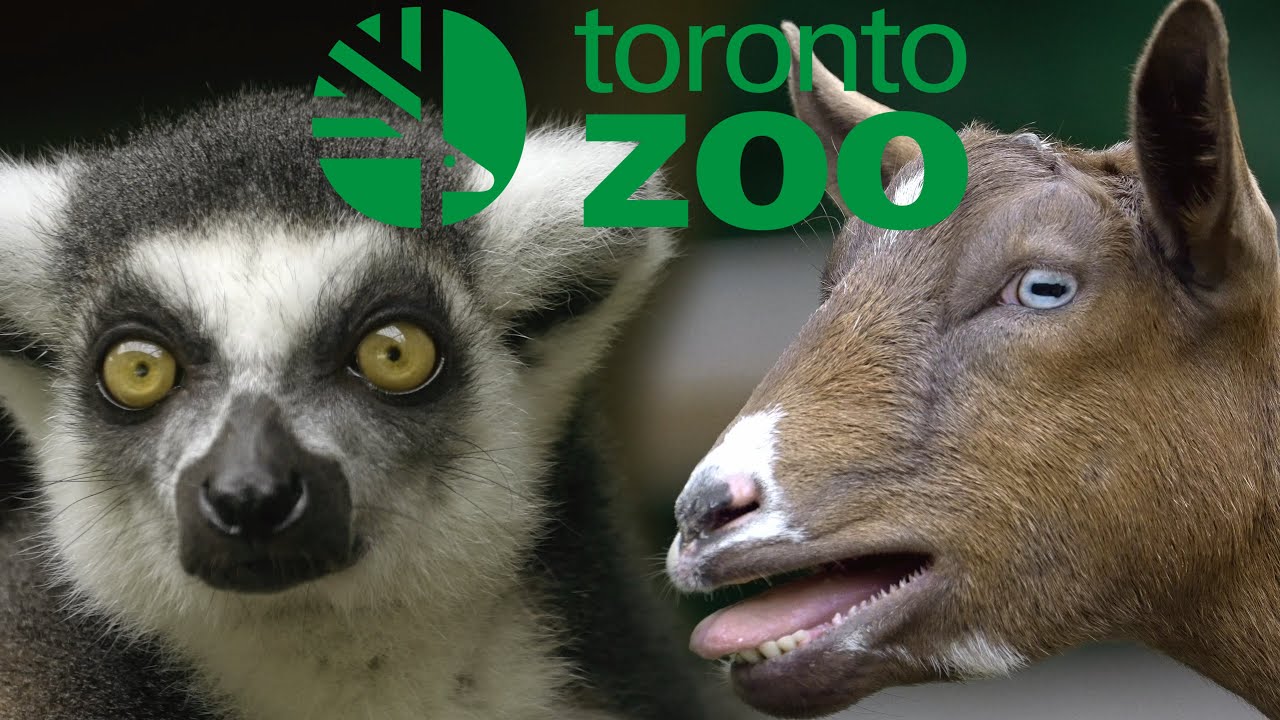 The Toronto Zoo Like You've Never Seen It Before - YouTube
